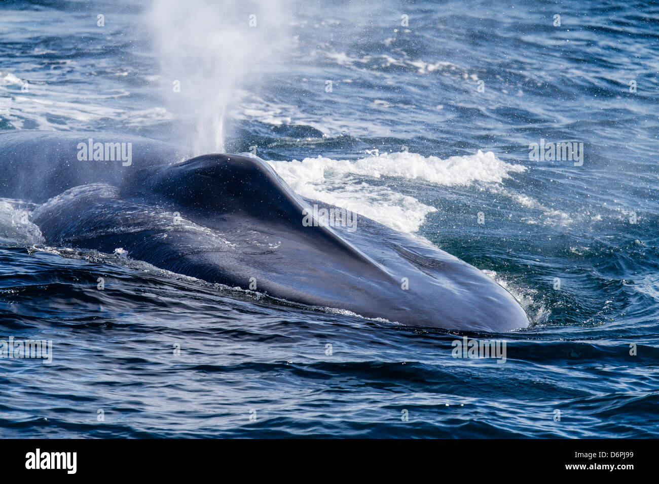 Blue Whale Spraying Water