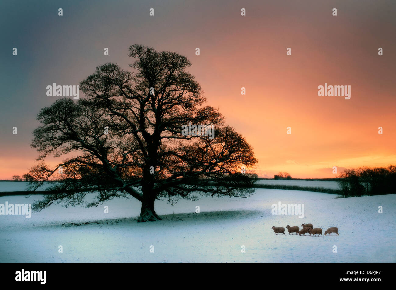 Oak tree sunrise winter hi-res stock photography and images - Alamy