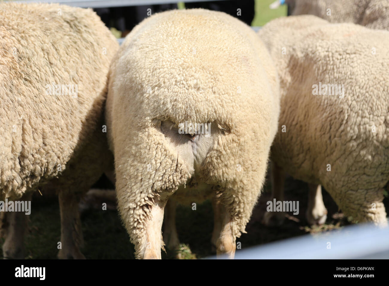 Back view of sheep Stock Photo - Alamy