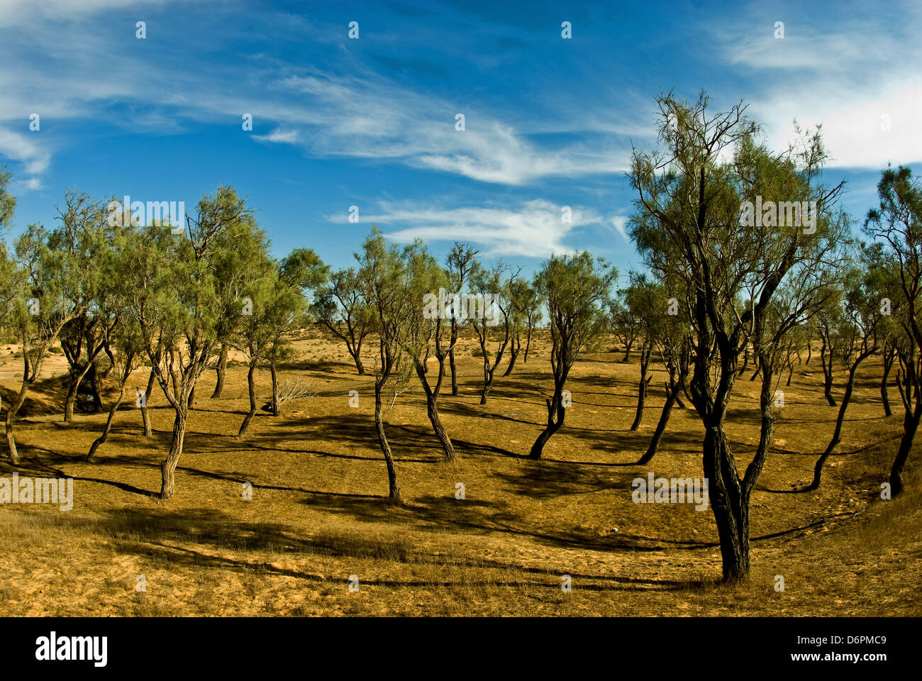 Israel, Negev Desert Tamarix (tamarisk, salt cedar) trees Stock Photo ...