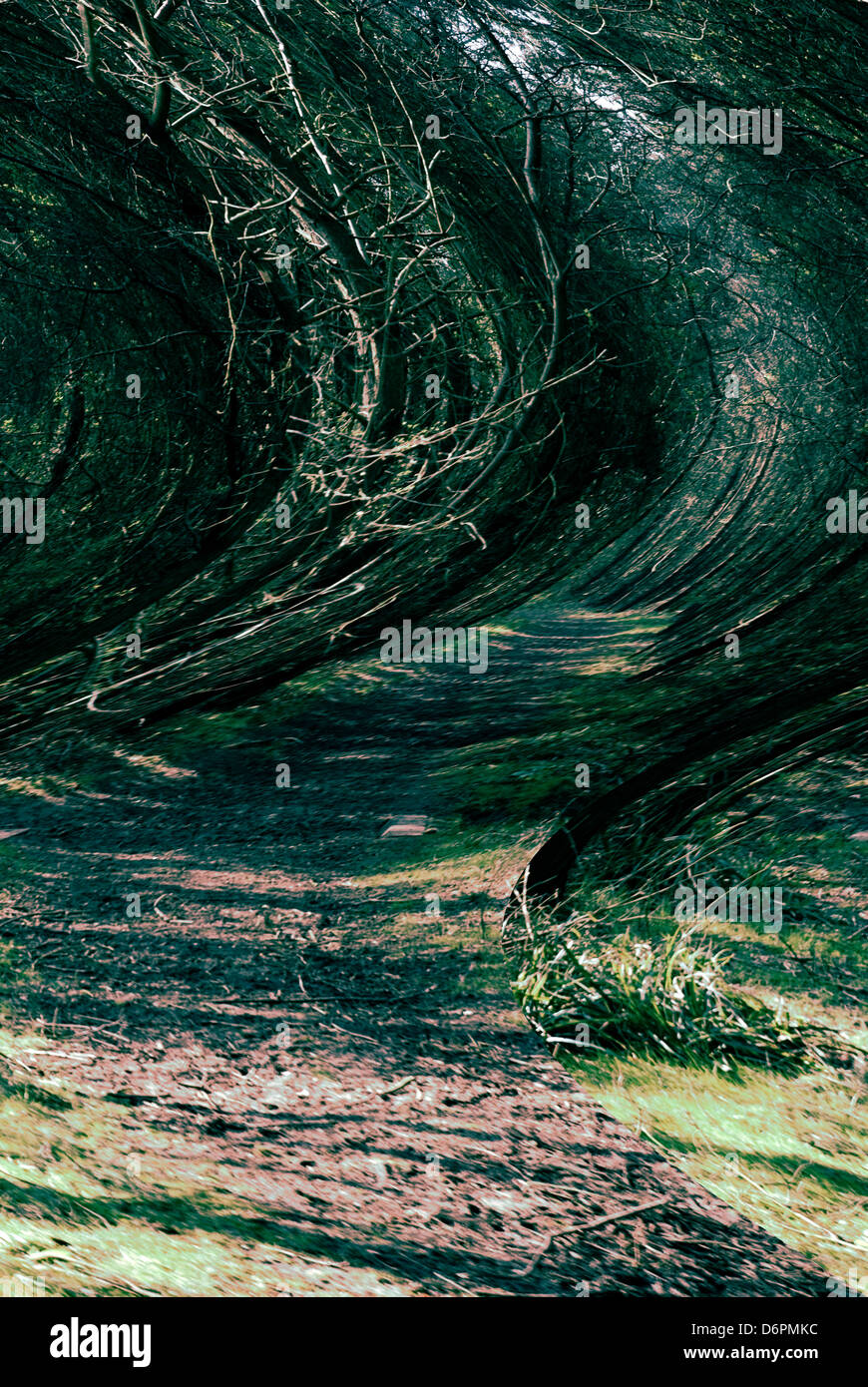 A distorted path through woodland Stock Photo - Alamy