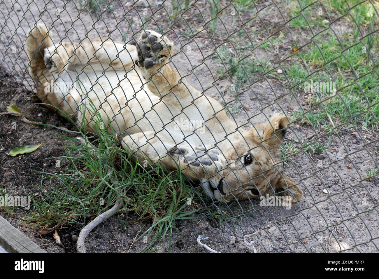 Lion and baby hi-res stock photography and images - Alamy