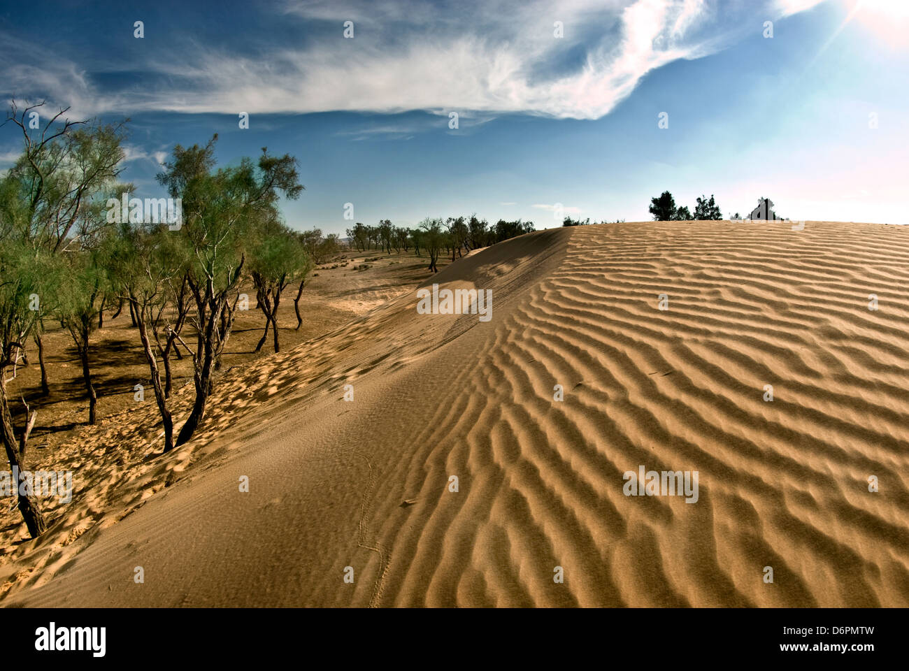 Salt cedar hi-res stock photography and images - Alamy