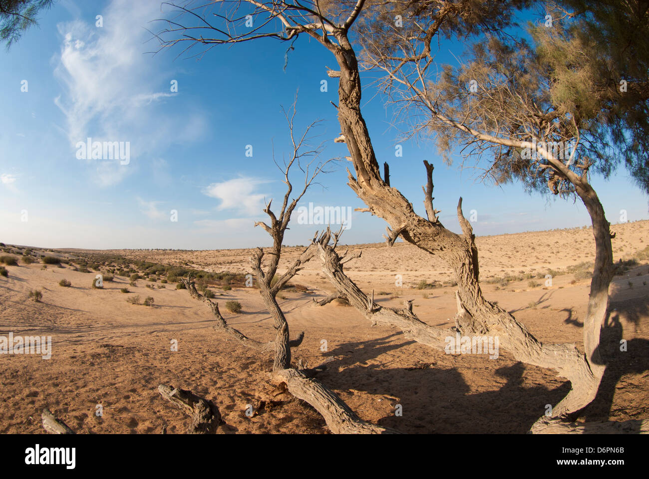 Israel, Negev Desert Tamarix (tamarisk, salt cedar) trees Stock Photo ...