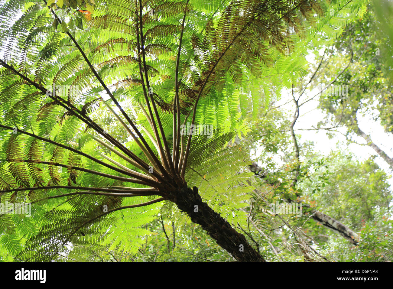 Sunlight go through Greenery Stock Photo - Alamy