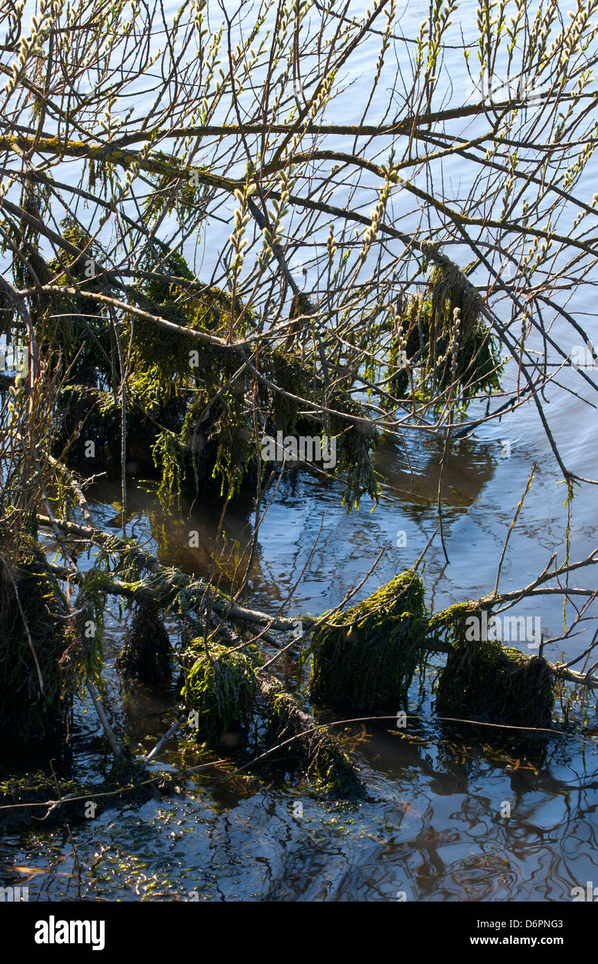 Weed day hi-res stock photography and images - Alamy