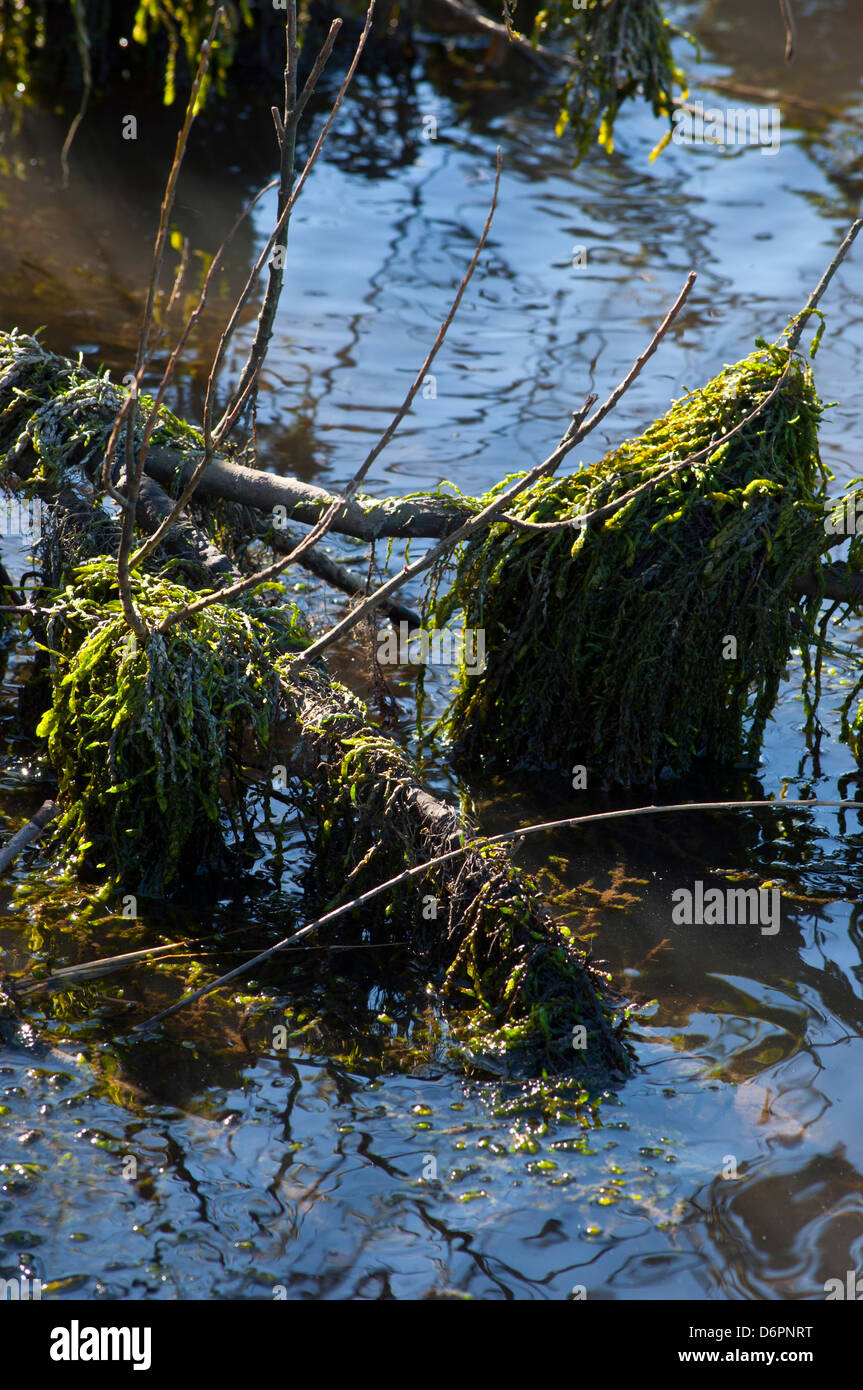 Weed day hi-res stock photography and images - Alamy