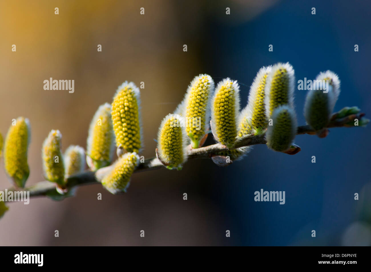 Willow catkins spreading pollen salix Stock Photo - Alamy