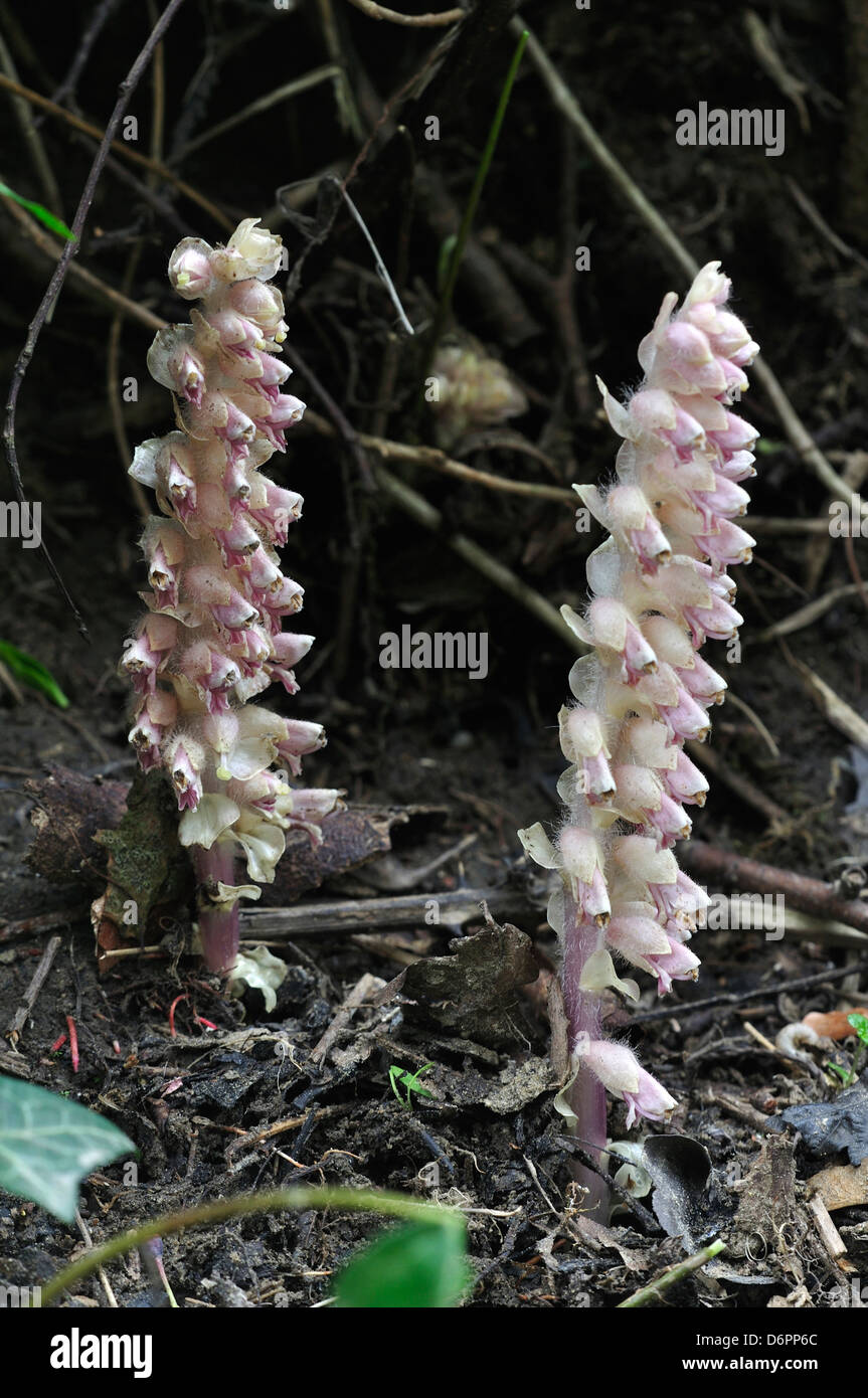 The parasitic toothwort Stock Photo - Alamy