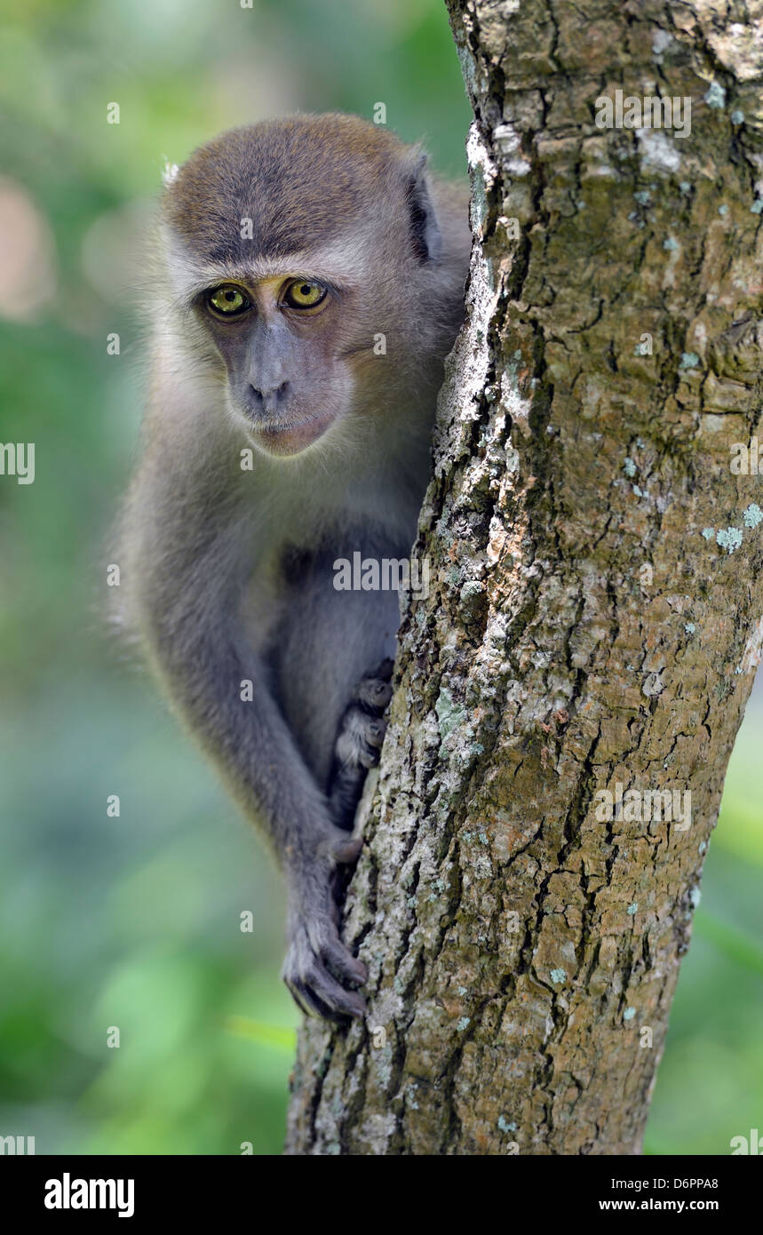 Sad looking long-tailed macaque monkey in tree Stock Photo - Alamy