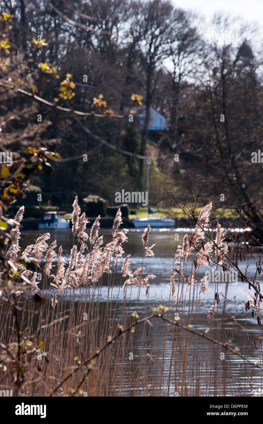Reeds hi-res stock photography and images - Alamy
