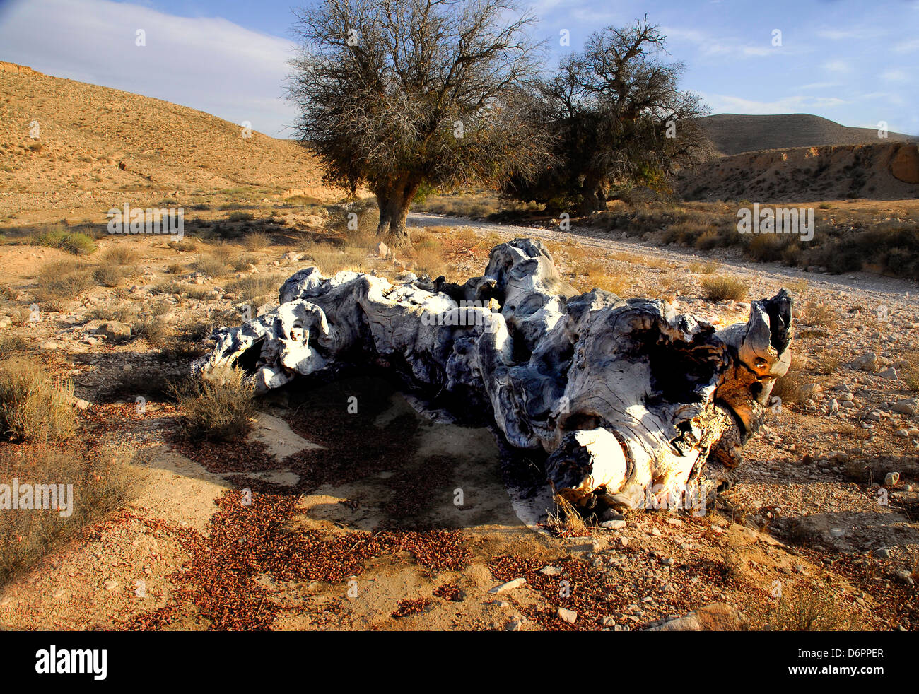 Close up of a weathered, textured tree stump Stock Photo - Alamy