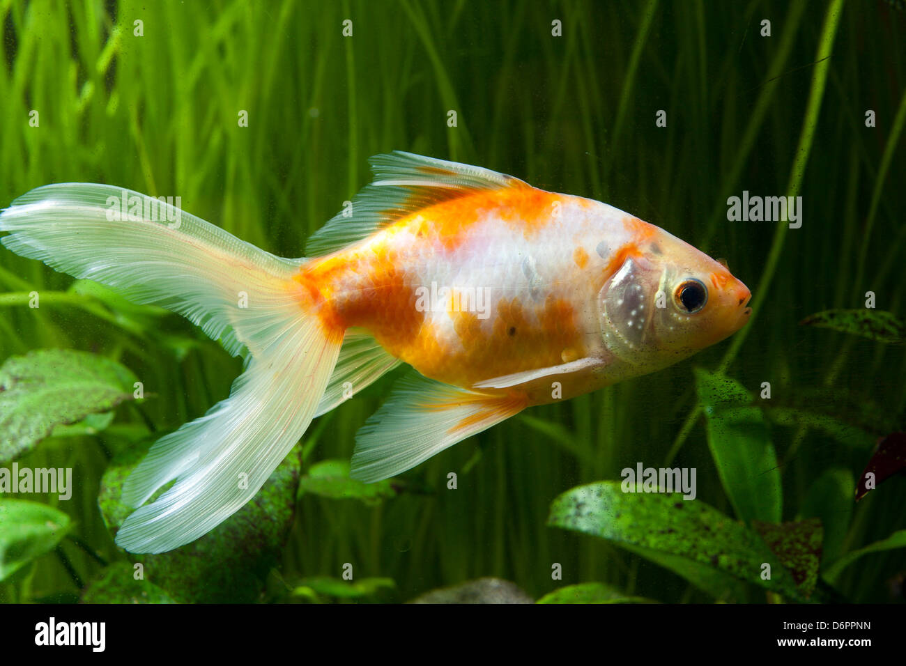 Gold fish in aquarium underwater Stock Photo - Alamy