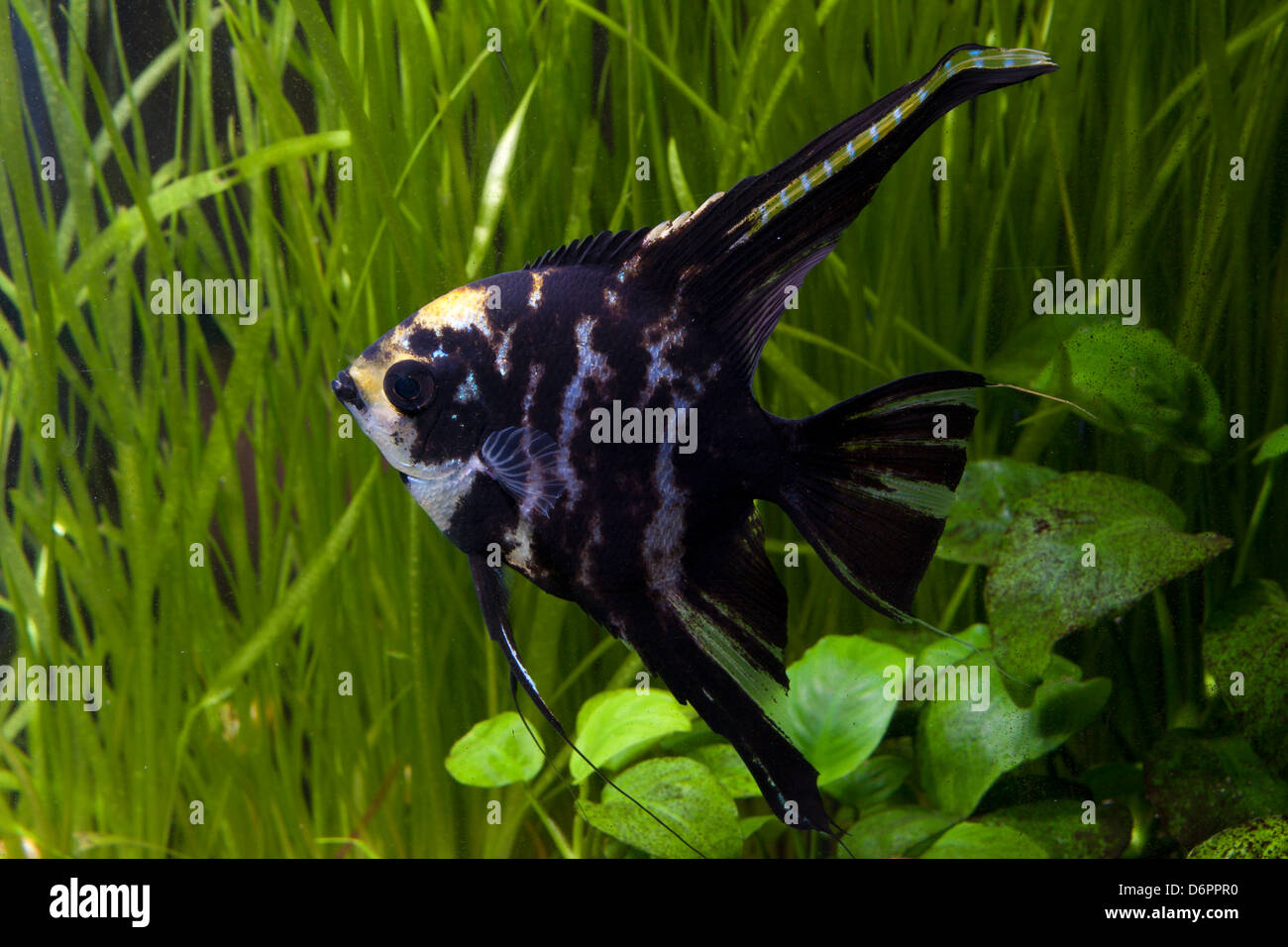 Angel fish in aquarium Stock Photo - Alamy