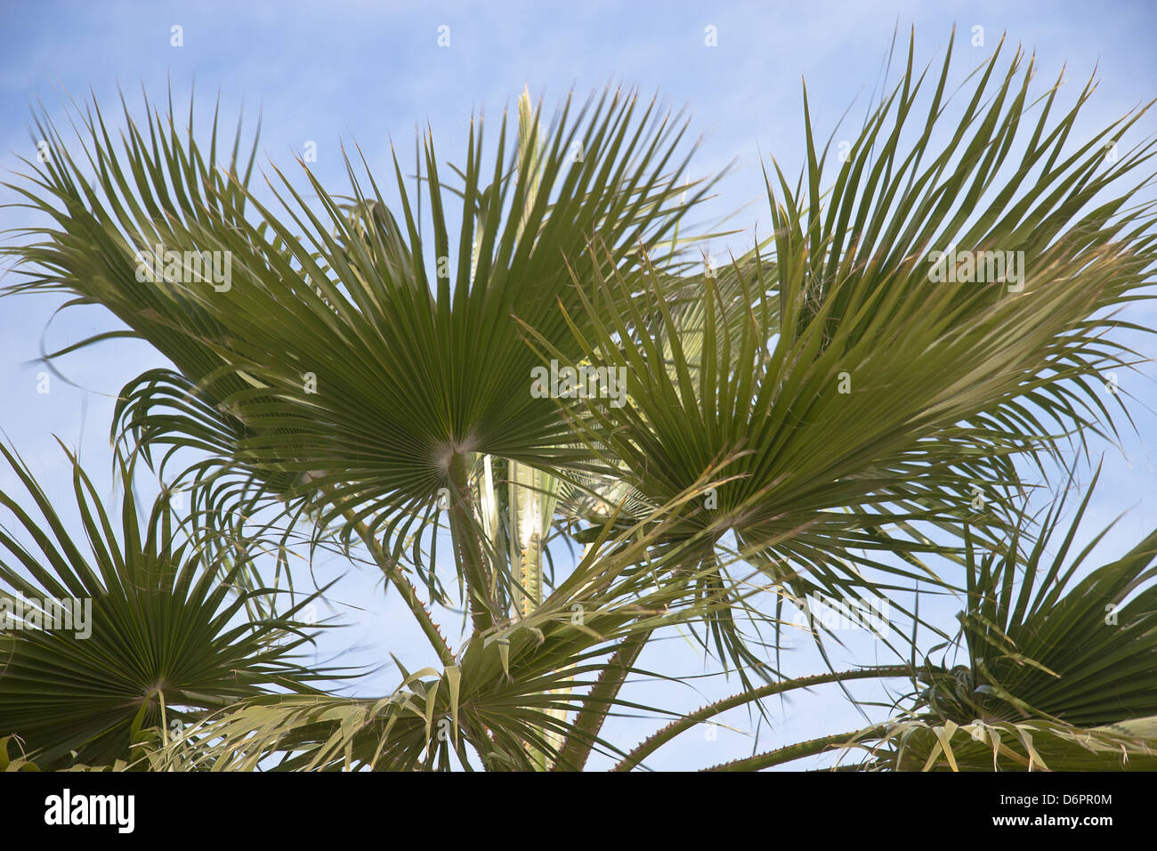 African Palm trees at bright summer day Stock Photo - Alamy