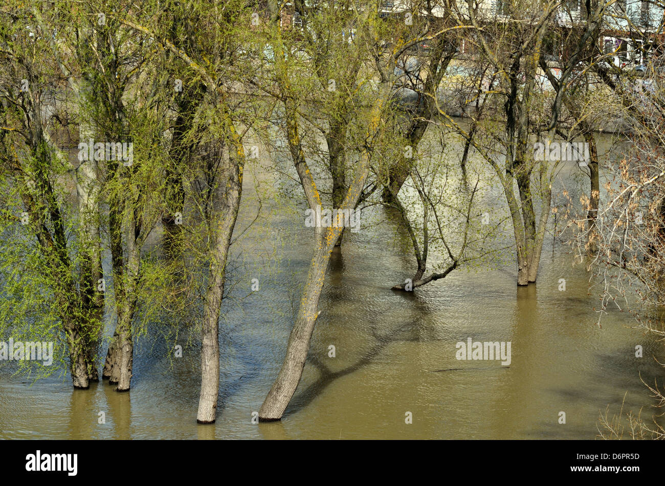 Flooding on the River Tisza at Szeged Hungary CEE Trees in flowing ...