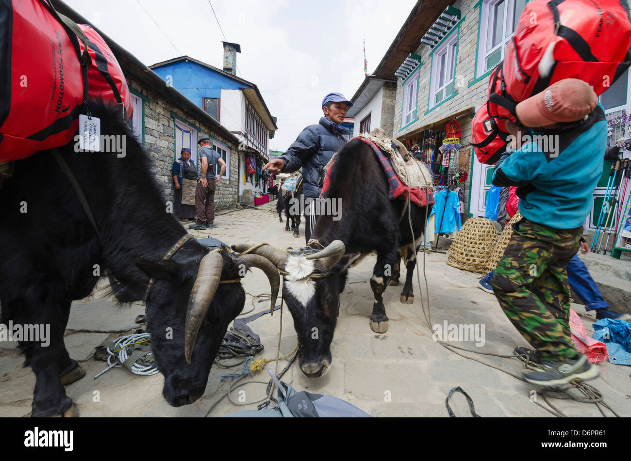 Yak carrying load hi-res stock photography and images - Alamy