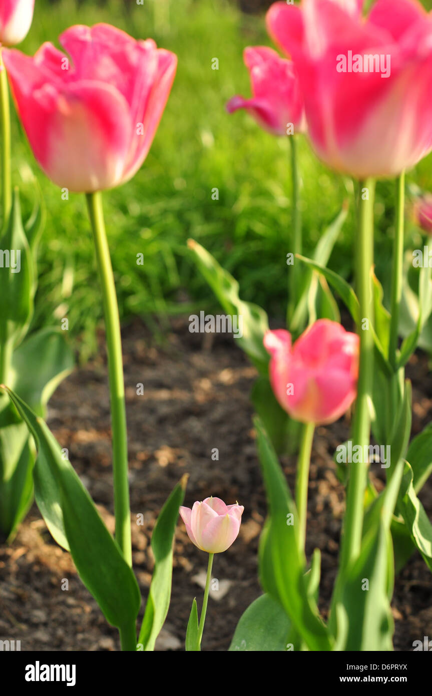 Young delicate tulip in the middle of grown-up bright pink tulips Stock ...