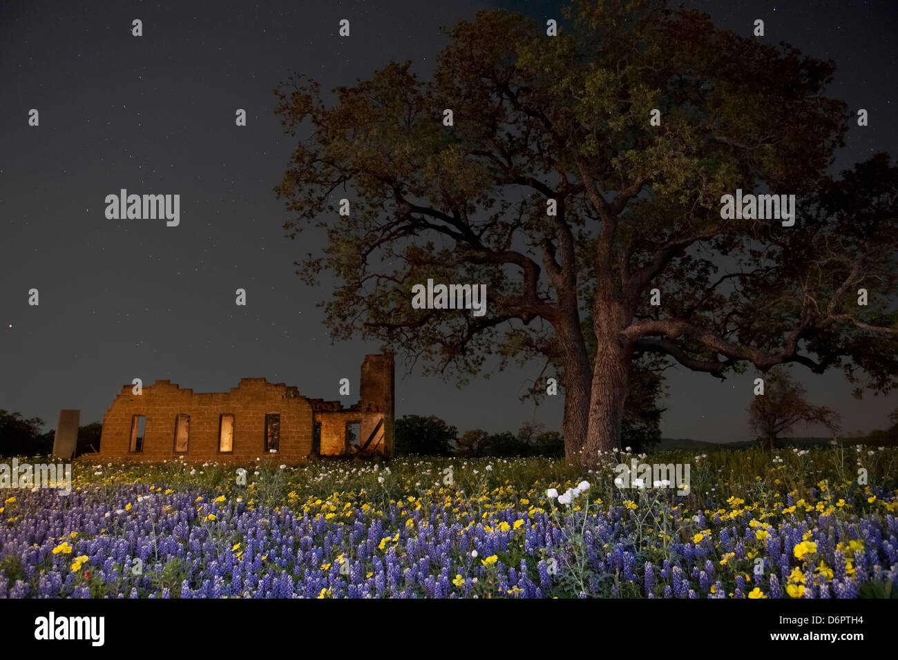 Texas bluebonnets (Lupininus texensis) in a field, Texas Hill Country ...