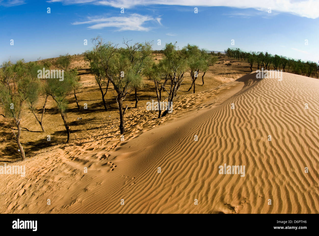 Israel, Negev Desert Tamarix (tamarisk, salt cedar) trees Stock Photo ...