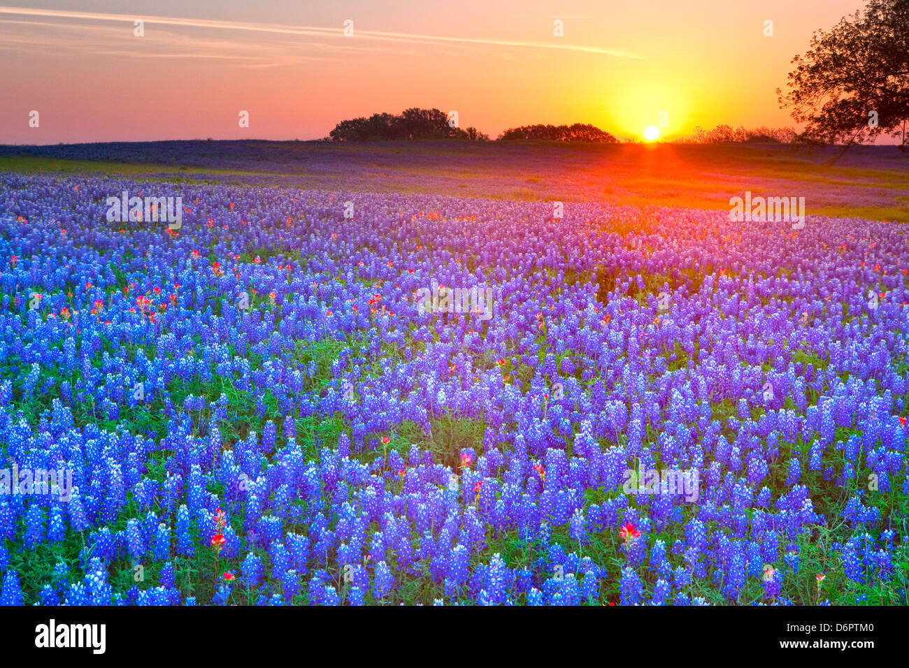 Texas bluebonnets (Lupininus texensis) in a field, Texas Hill Country ...