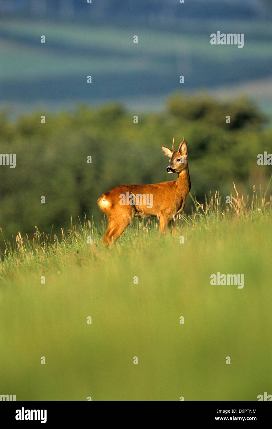 A roe buck listening Stock Photo - Alamy