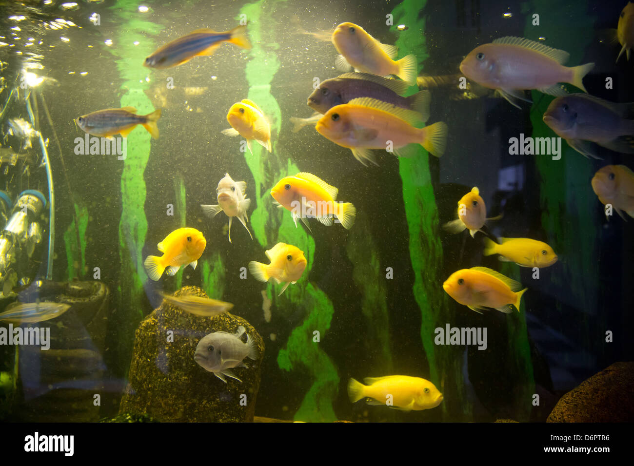Wroclaw, Poland, aquarium with tropical fish in a private household ...