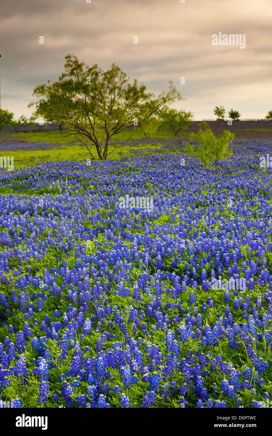 Texas bluebonnets (Lupininus texensis) flowers in a field, Texas Hill ...