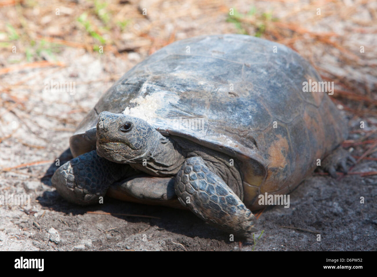 Close-up of a Gopher tortoise (Gopherus polyphemus), Florida, USA Stock ...