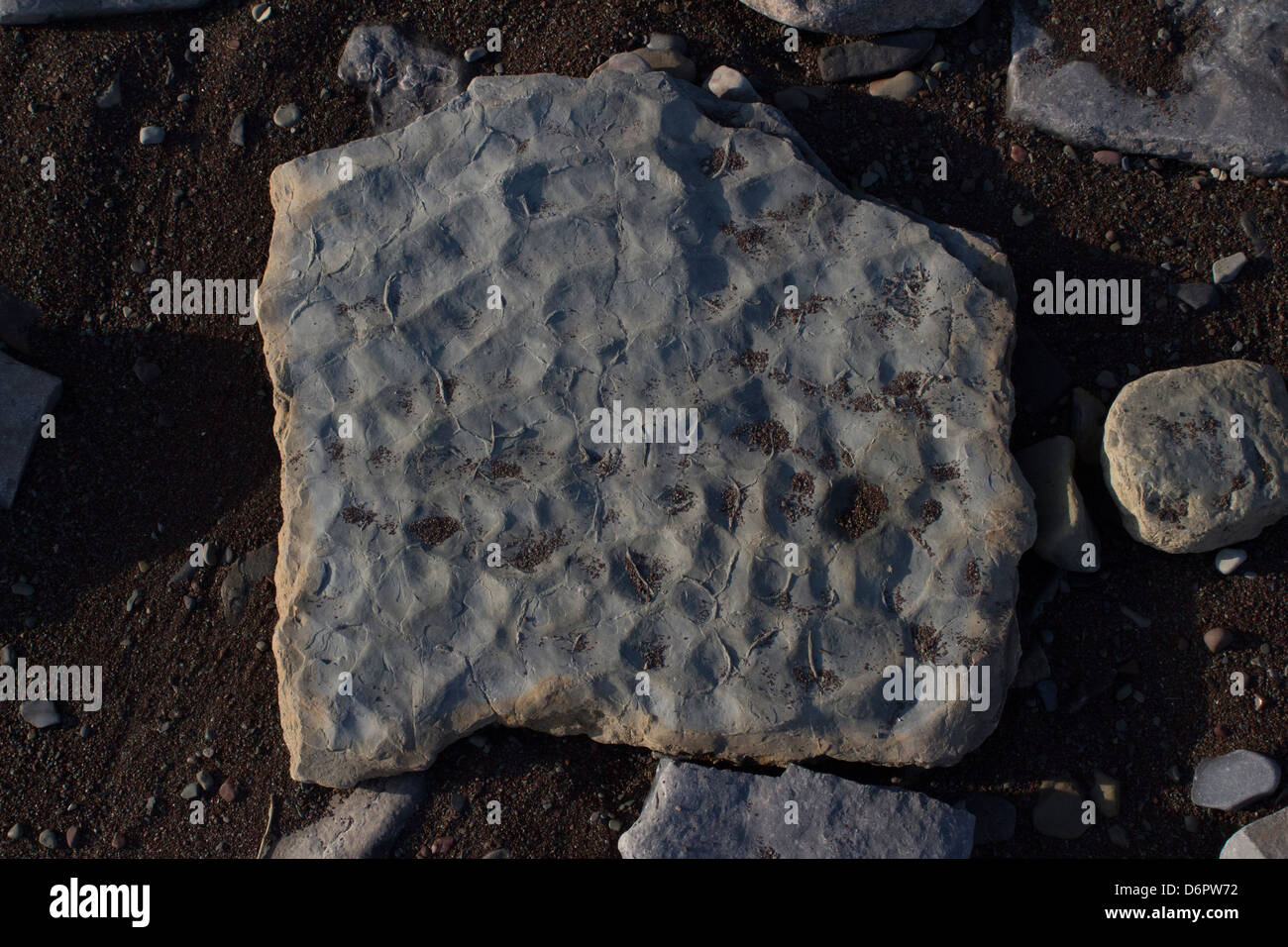 Penarth Limestone pavement showing prehistoric wave patterns from the ...