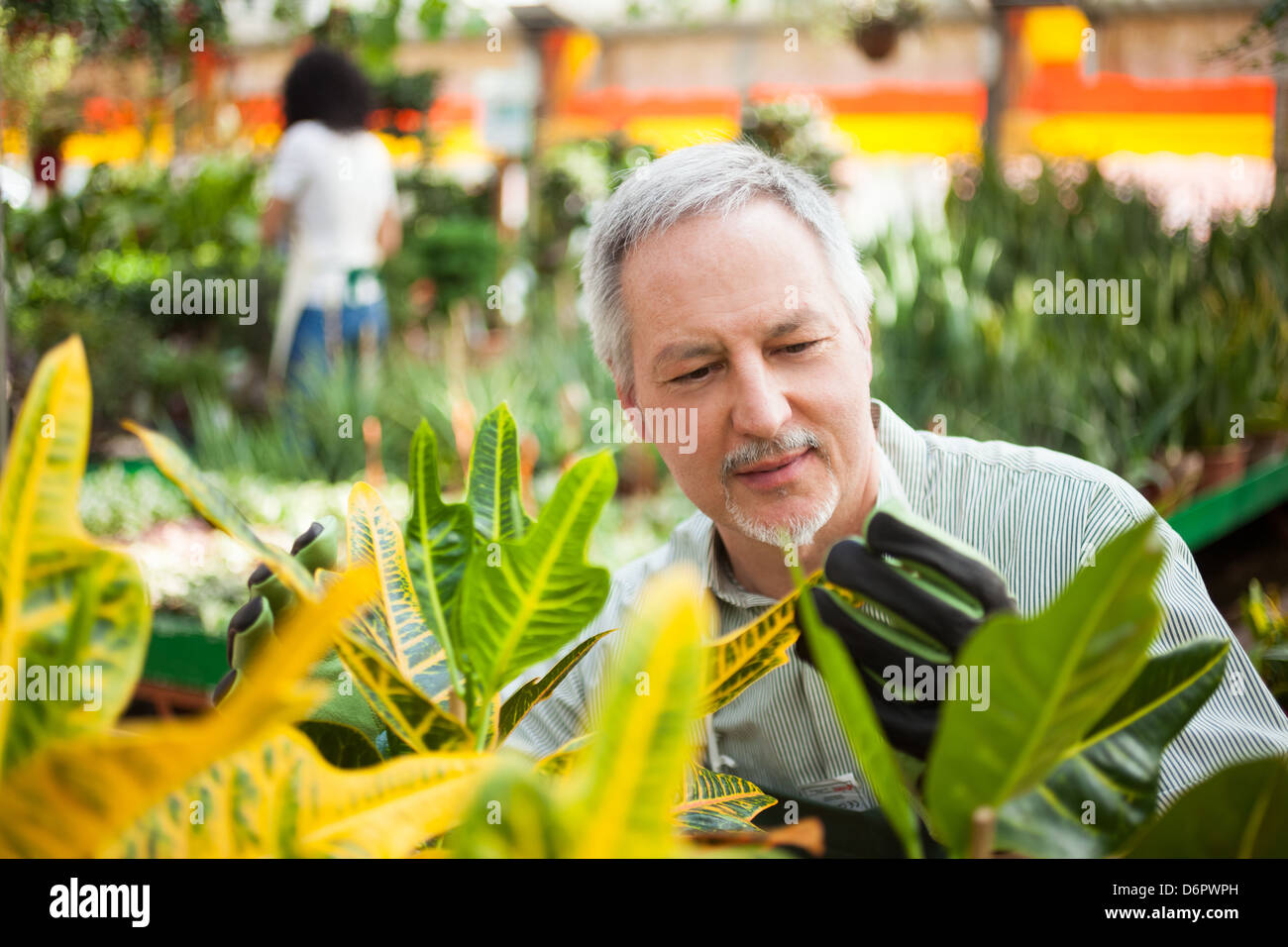 Man checking a plant in a greenhouse Stock Photo - Alamy