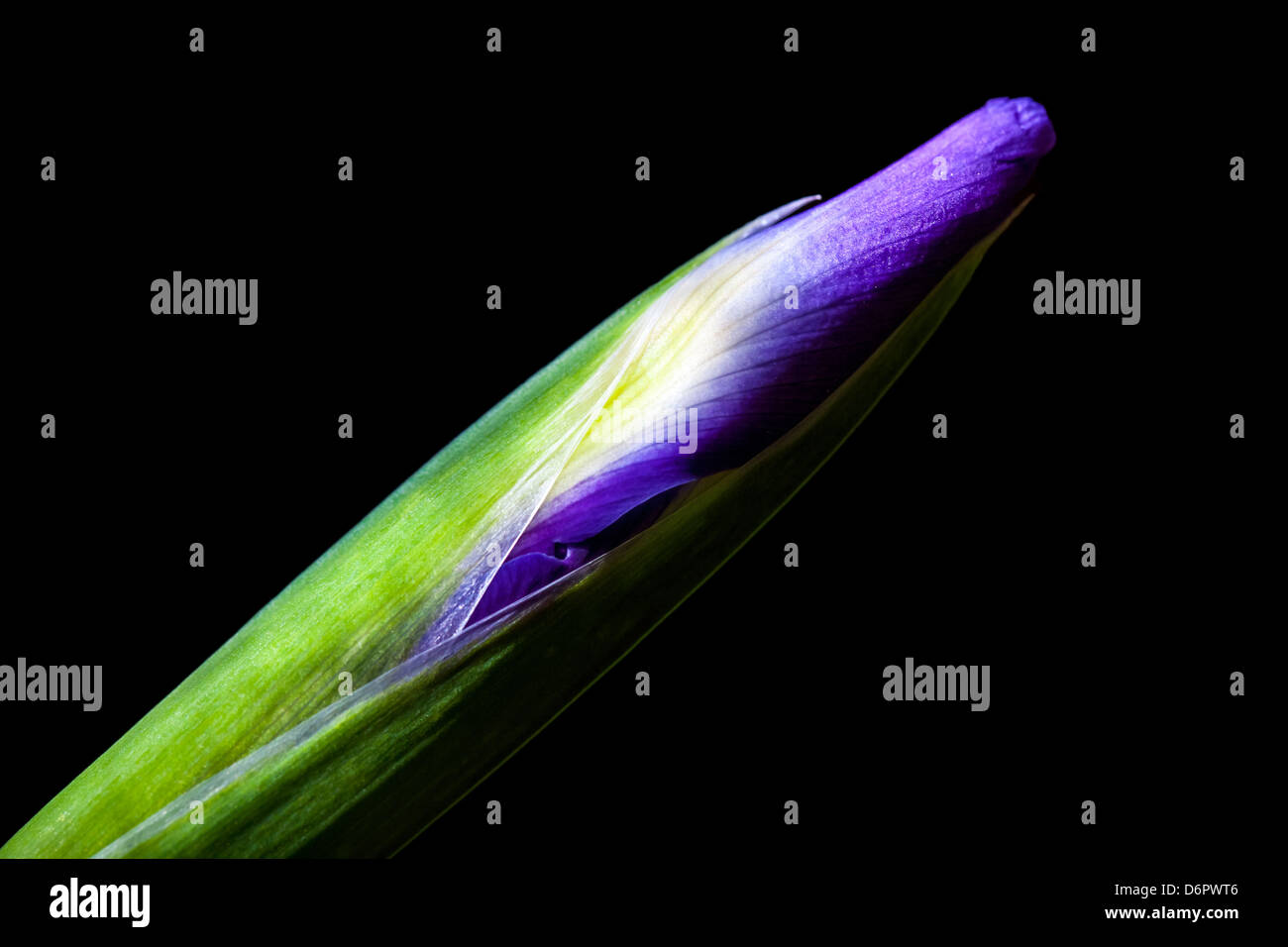 Close up isolated iris hi-res stock photography and images - Alamy