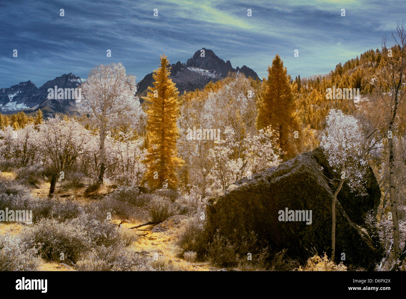 Trees in a forest with mountain range in the background, Dallas Divide ...