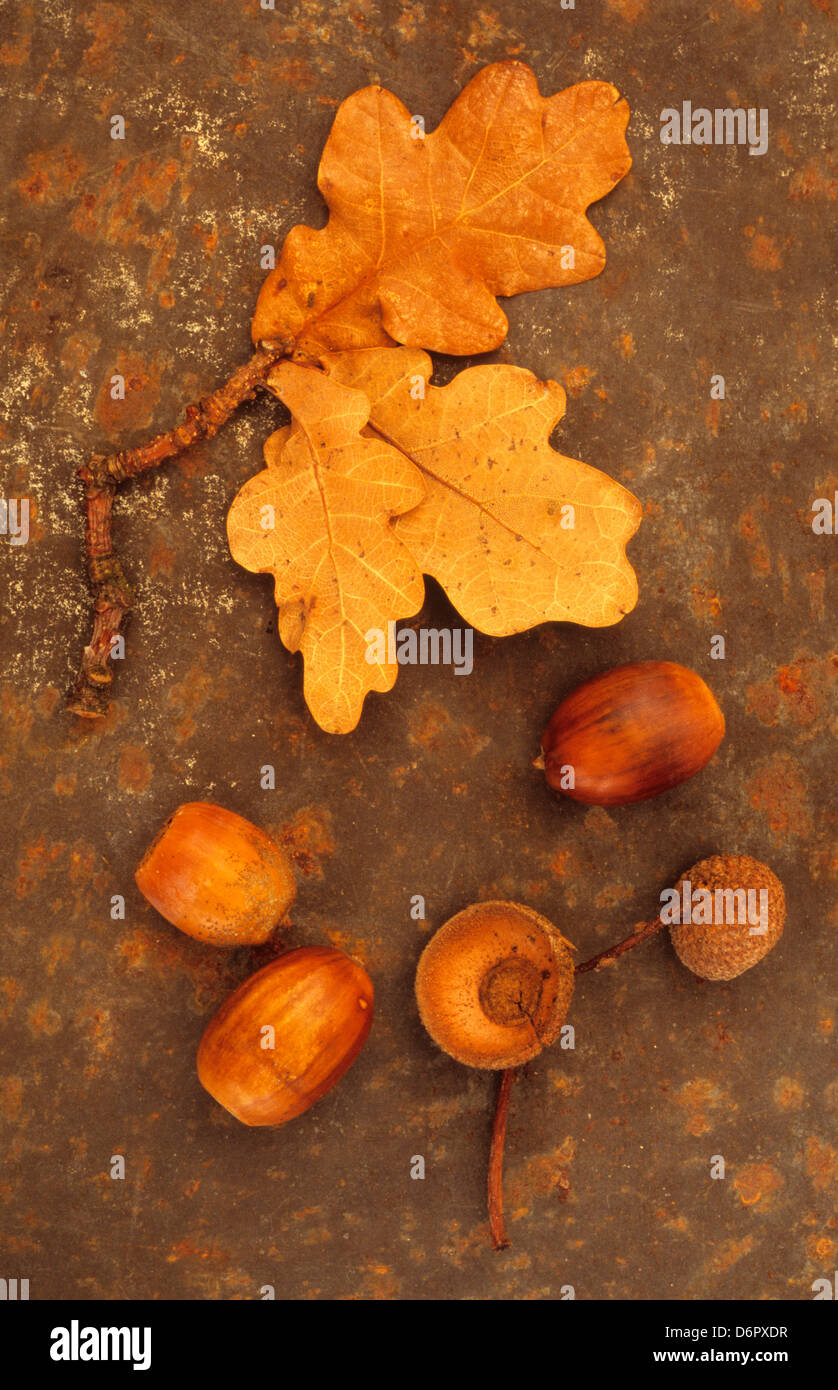 Close-up of a twig with three brown autumn leaves of English oak tree ...
