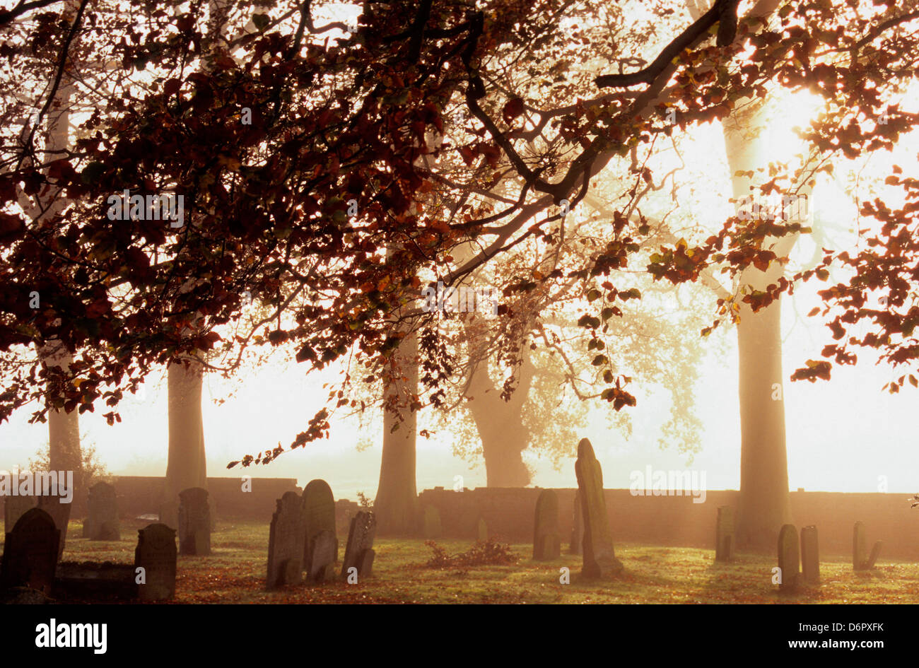 European beech trees in a churchyard, Norfolk, England Stock Photo - Alamy