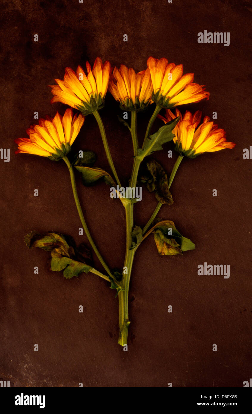 Fading image hi-res stock photography and images - Alamy