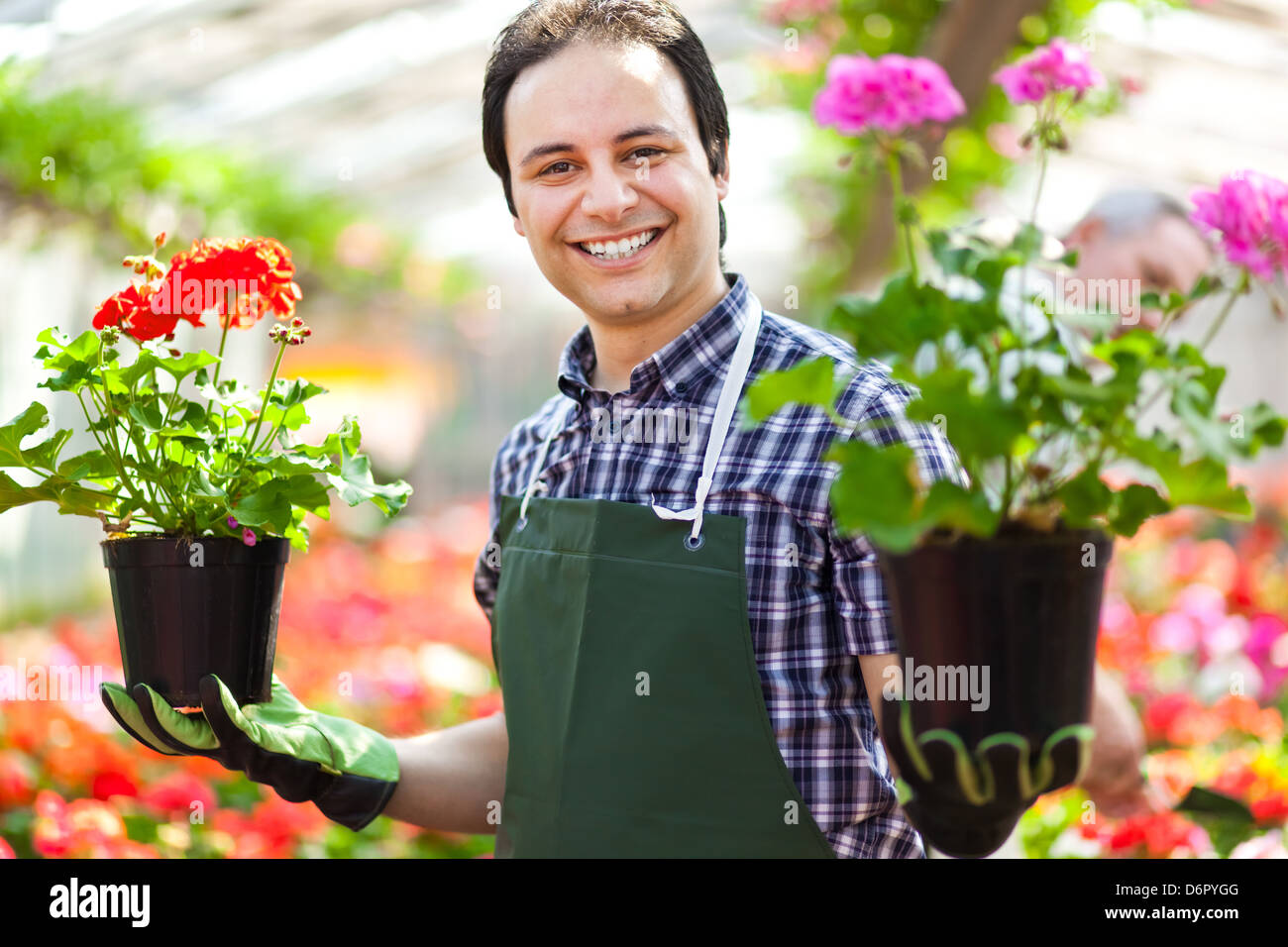 Portrait of a smiling greenhouse worker holding flower pots Stock Photo ...