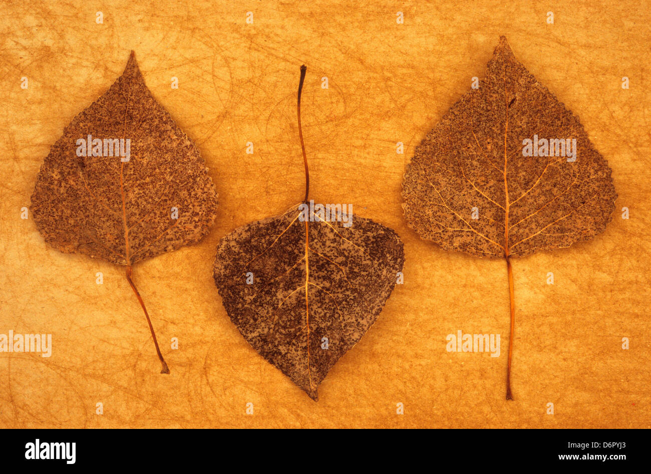 Autumn leaves of Black poplar (Populus nigra Stock Photo - Alamy