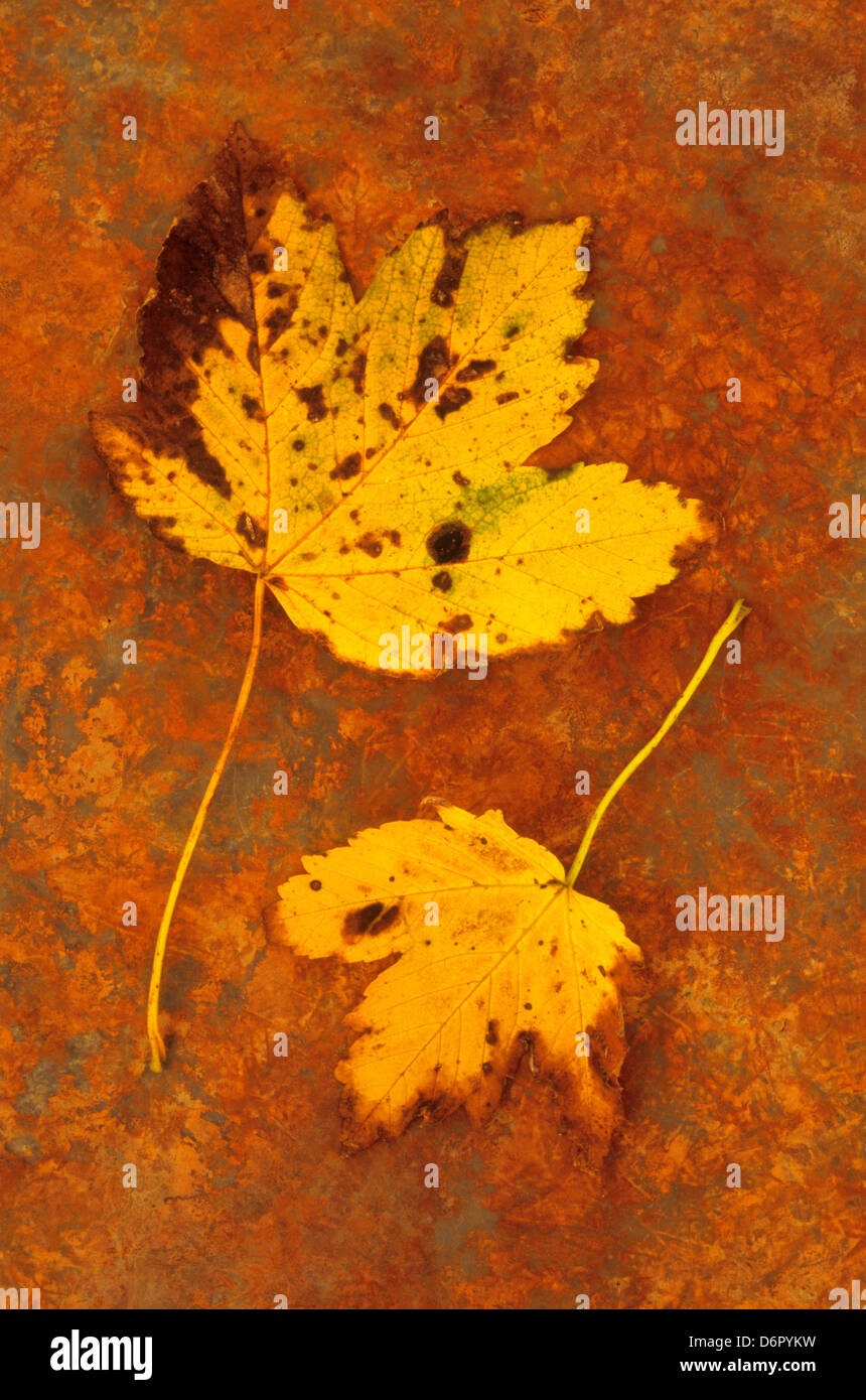 Autumn maple sycamore tree hi-res stock photography and images - Alamy