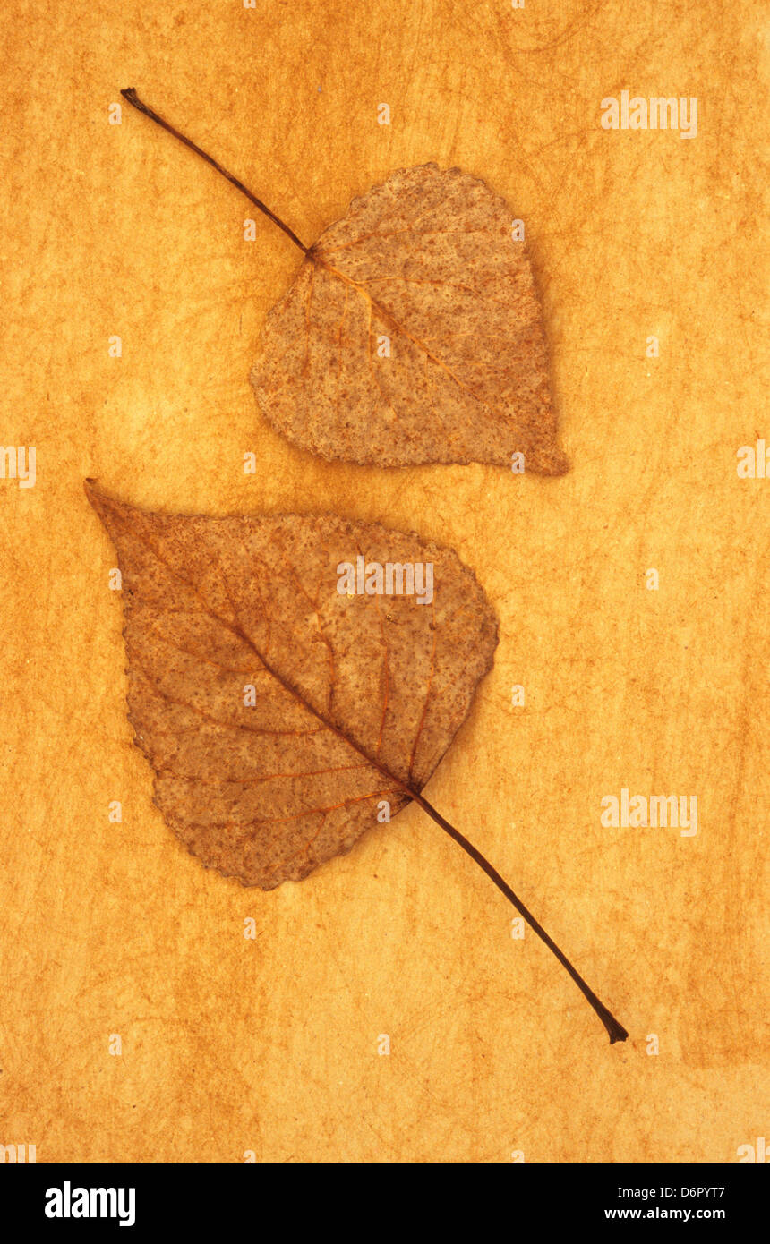 Mottled leaves hi-res stock photography and images - Alamy