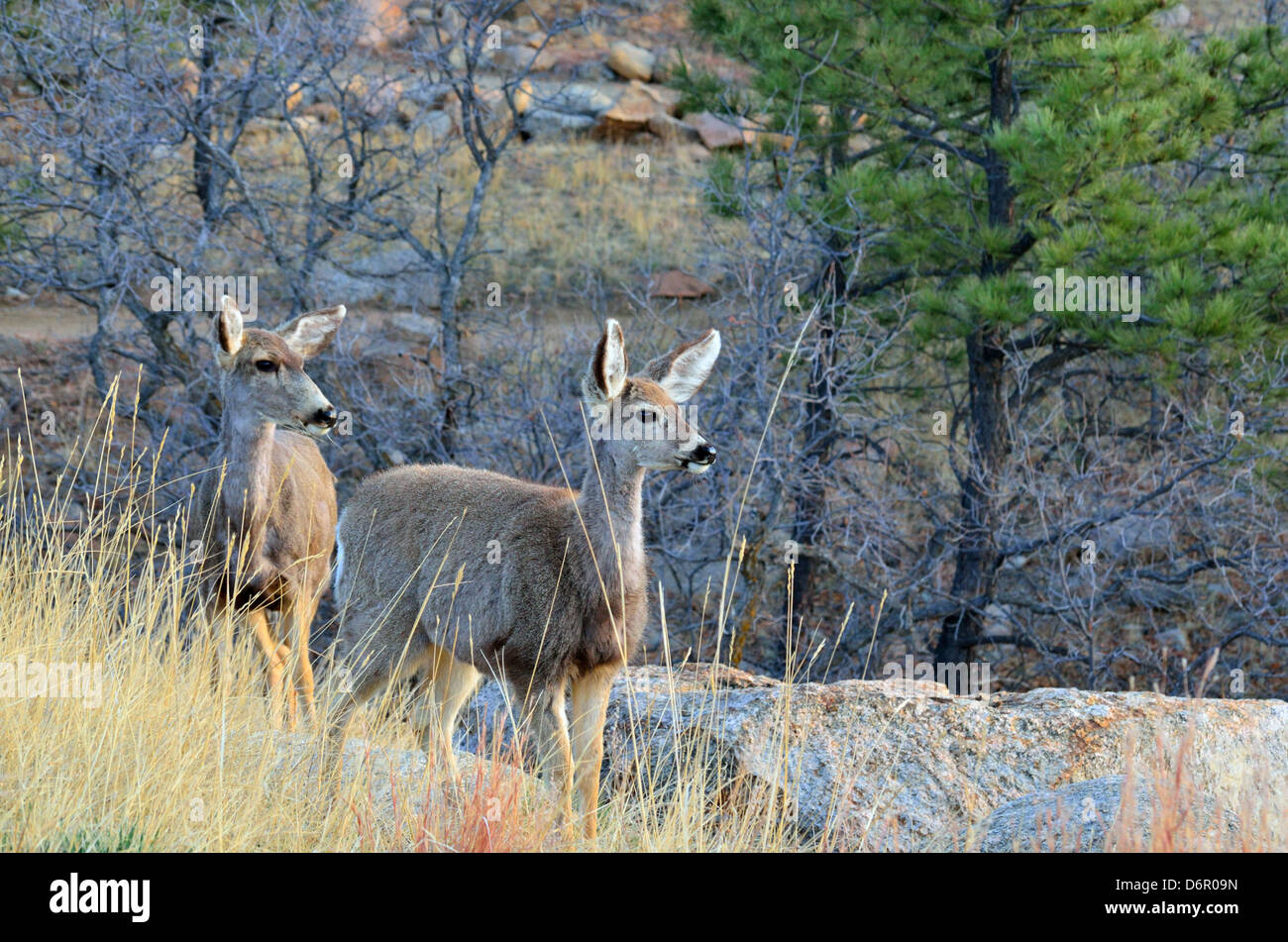 Female doe mule deer with yearling Stock Photo - Alamy