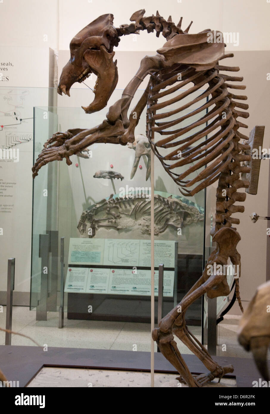 Indricotherium Skeleton