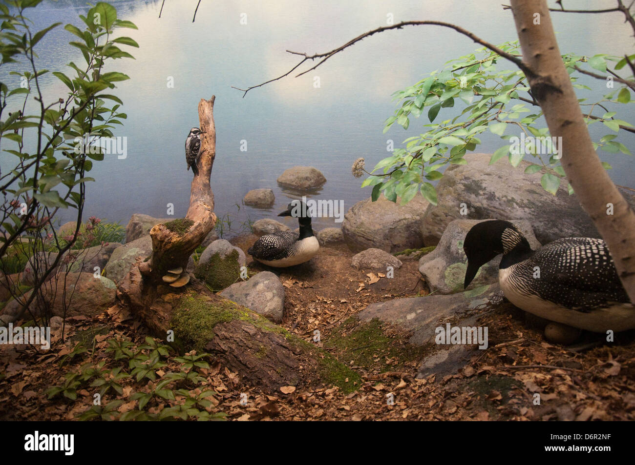 Hall birds in american museum hi-res stock photography and images - Alamy