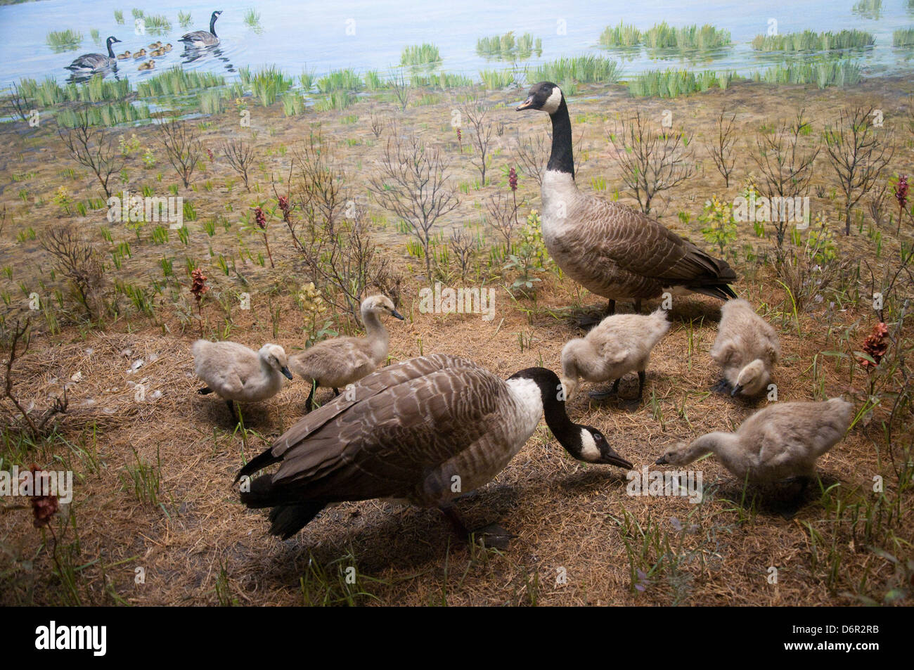 Hall birds in american museum hi-res stock photography and images - Alamy
