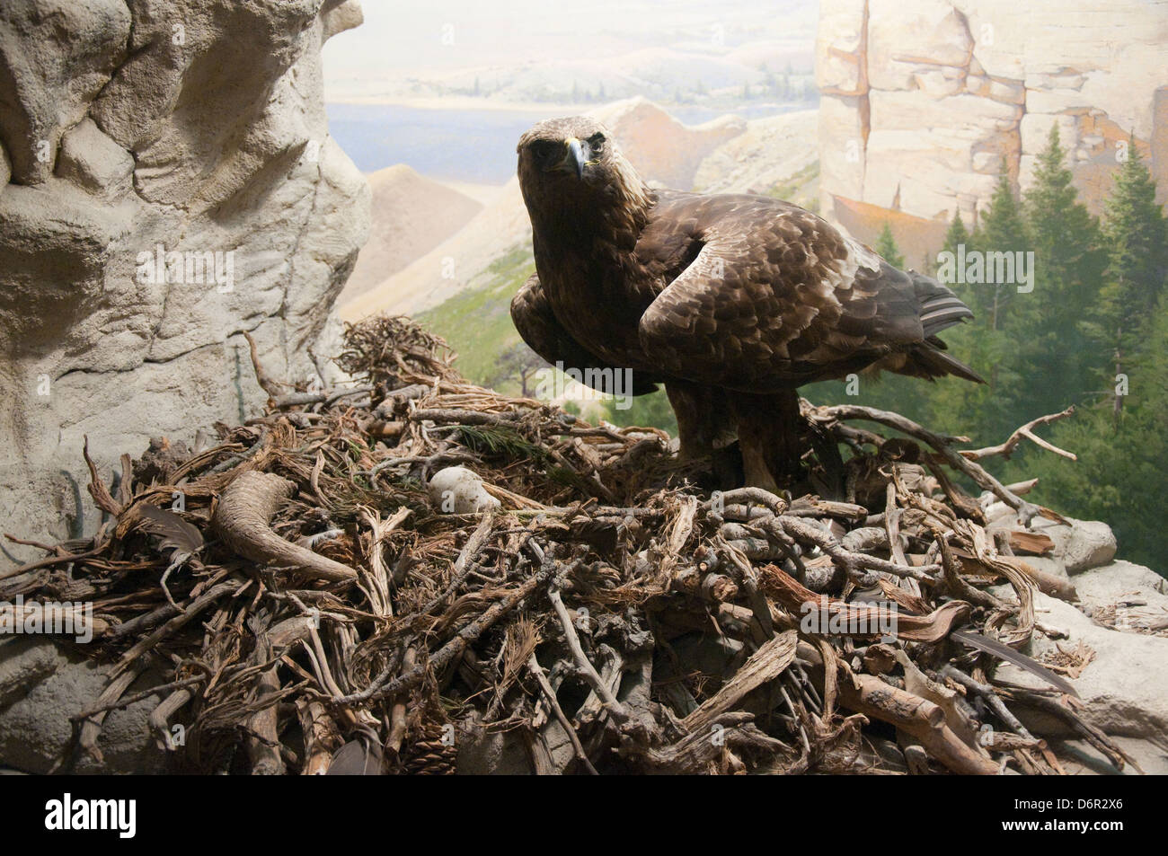 Hall birds in american museum hi-res stock photography and images - Alamy