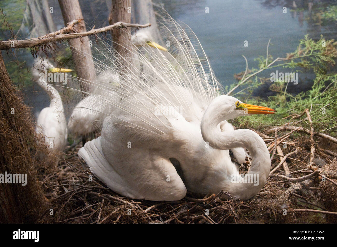 Hall birds in american museum hi-res stock photography and images - Alamy