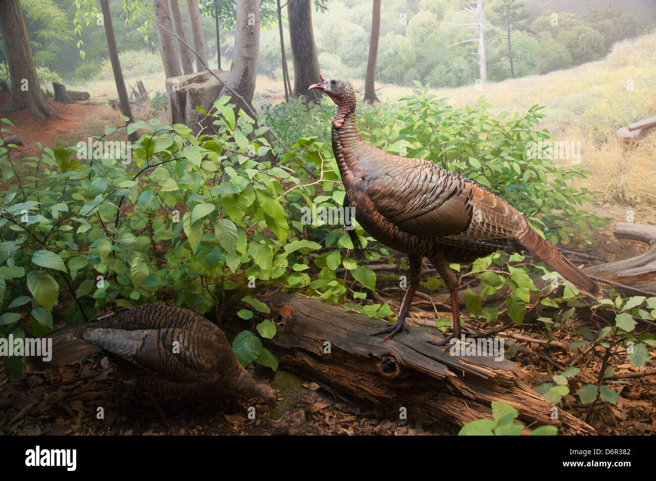 Hall of Birds in the American Museum of Natural History, New York USA ...