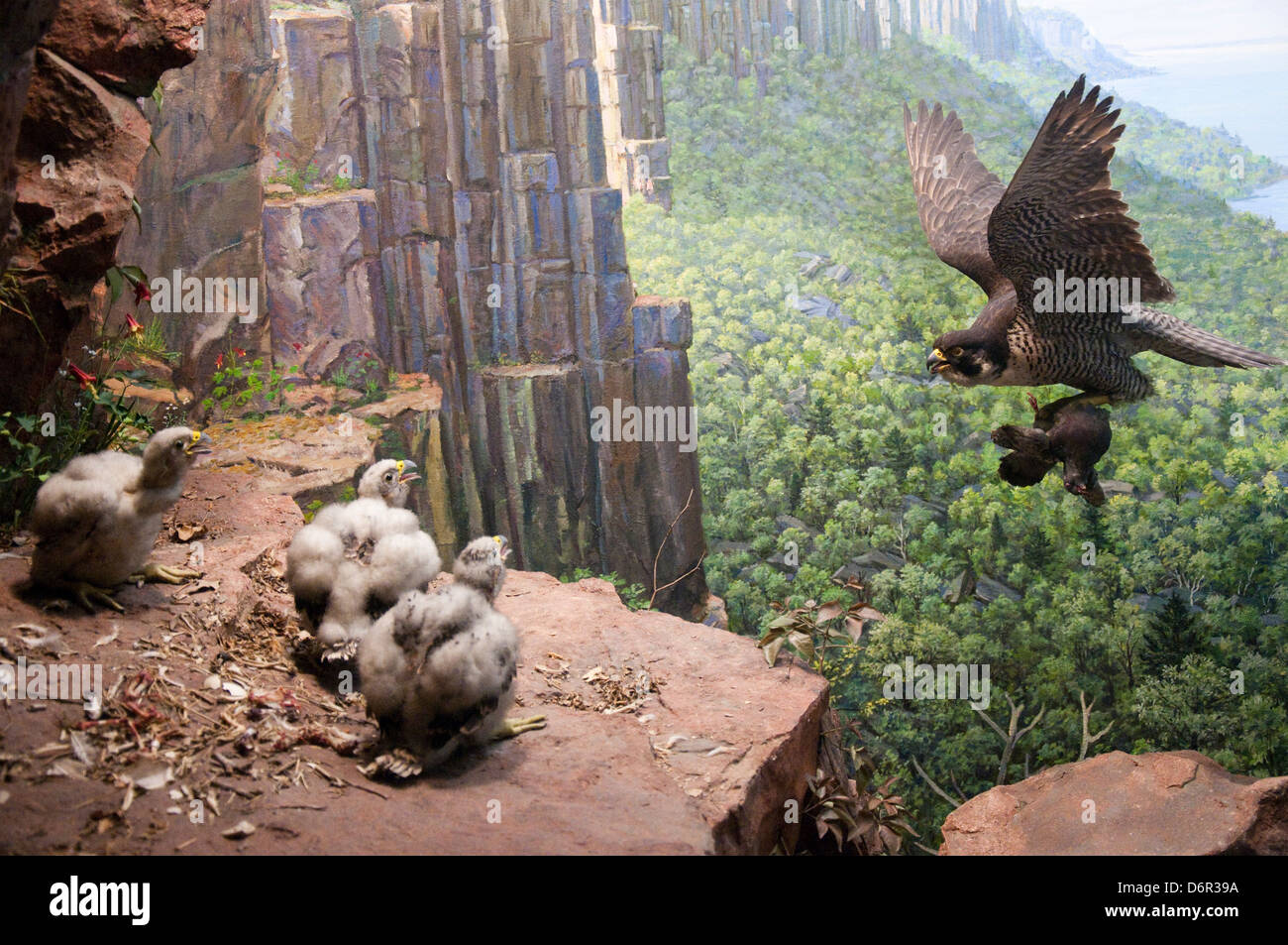 Hall of Birds in the American Museum of Natural History, New York USA ...