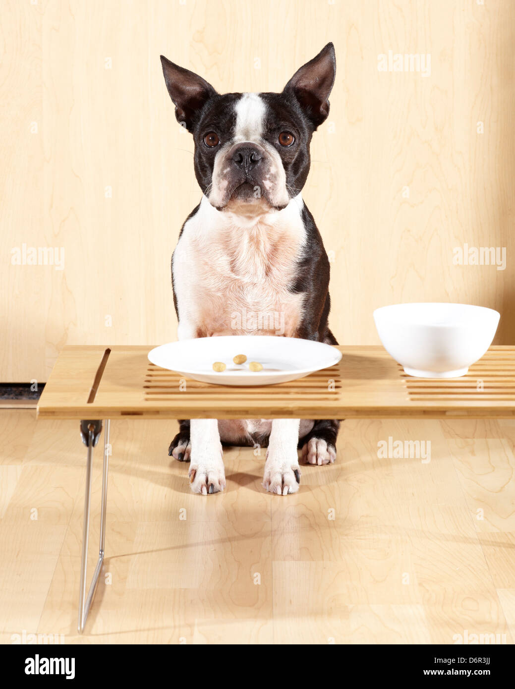 Dog ready for dinner Stock Photo - Alamy