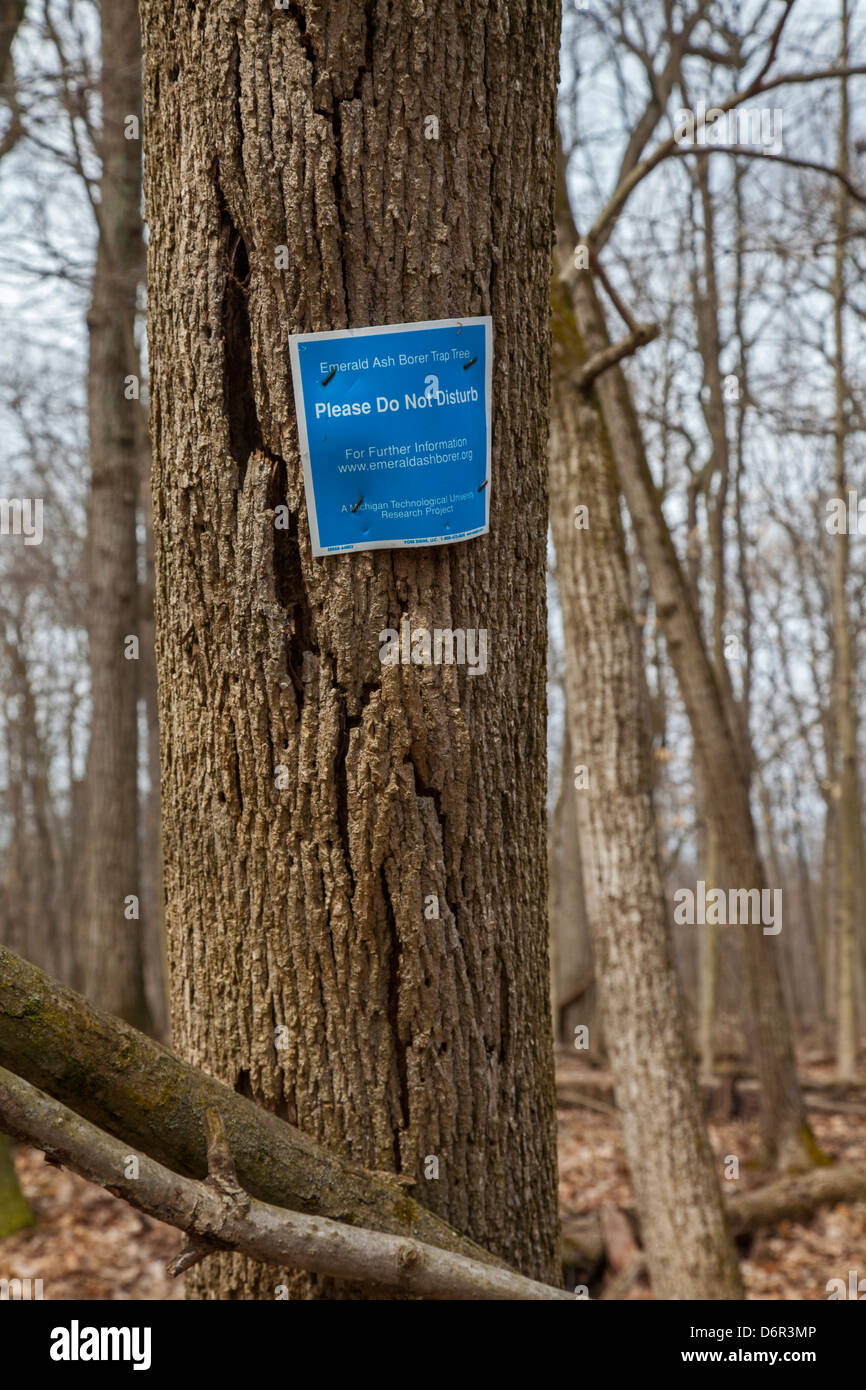 Scientists study spread of the invasive emerald ash borer Stock Photo ...
